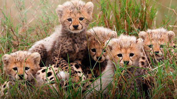 Félins - Institut français de Djibouti